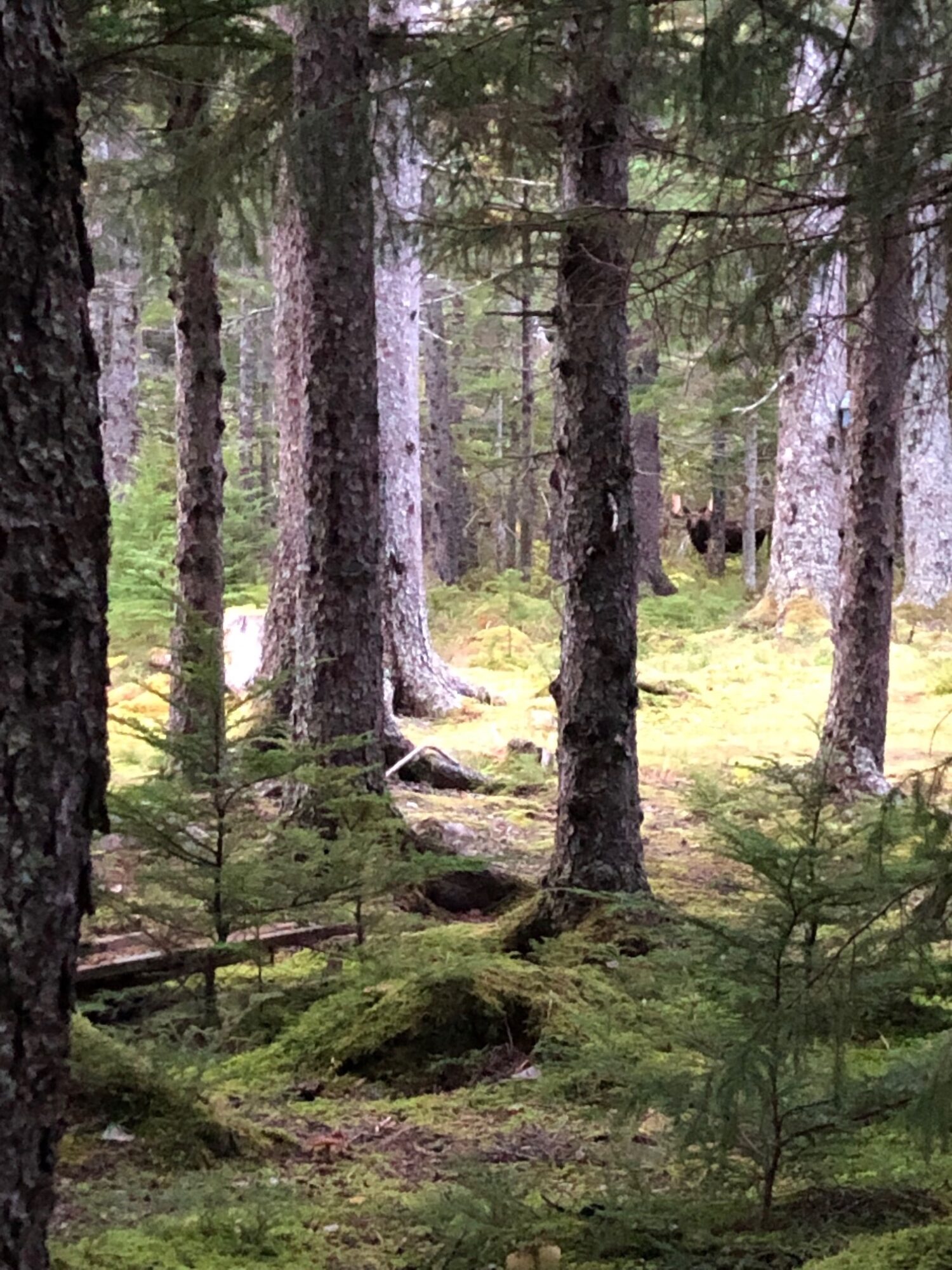 Moose trees | Heather Lende