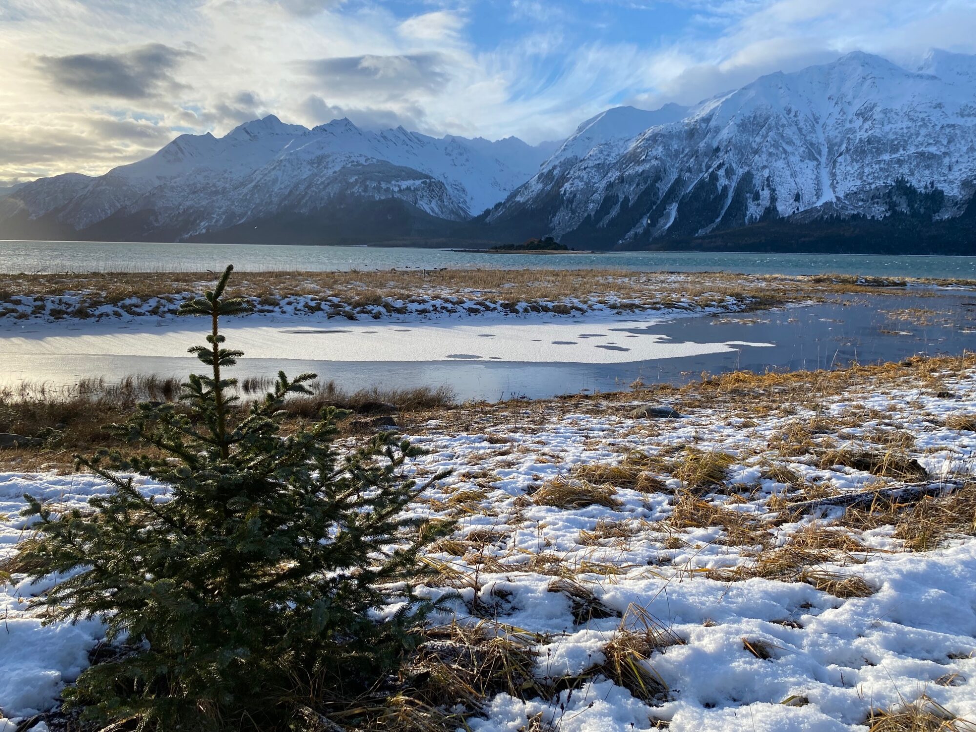 Nov pond view tree | Heather Lende